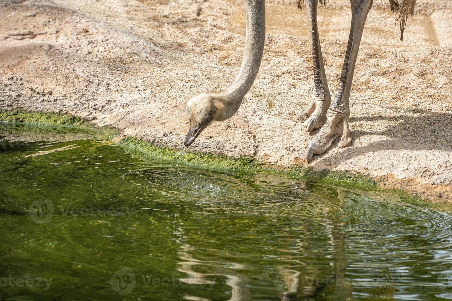 Page 2 | Ostrich Head In Sand Stock Photos, Images and Backgrounds for Free Download