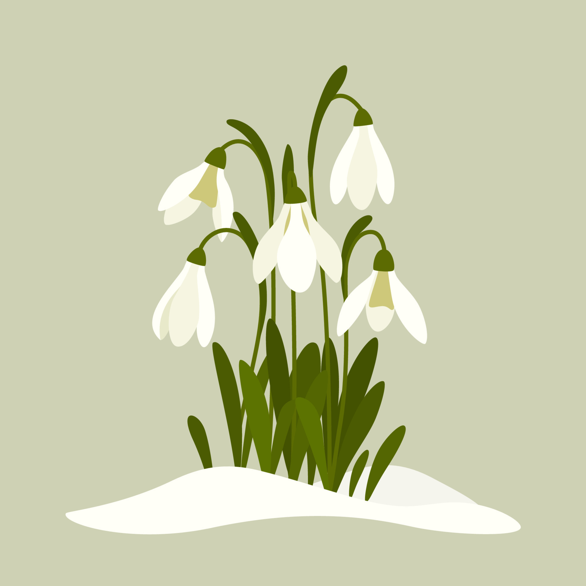 Vector illustration of snowdrop. Spring flowers. Snowdrops blooming ... Vector illustration of snowdrop. Spring flowers. Snowdrops blooming ...