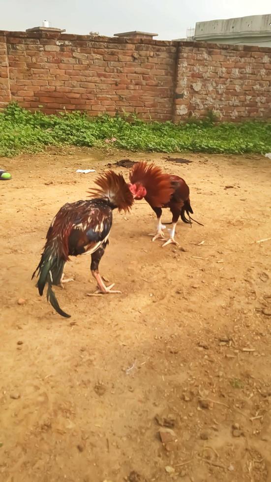 gallo asilado. el asil o aseel es una raza india o grupo de razas de gallinas de caza. pollo ...