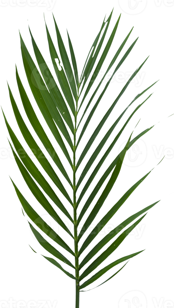 feuilles de palmier isolées 19166939 PNG feuilles de palmier isolées 19166939 PNG