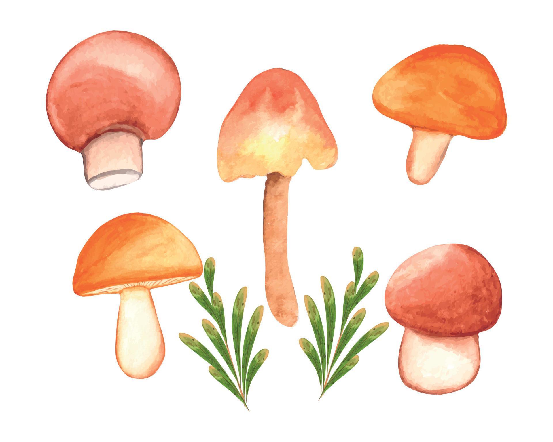 Watercolor Mushroom clipart Set, hand-drawn mushroom illustration on ...