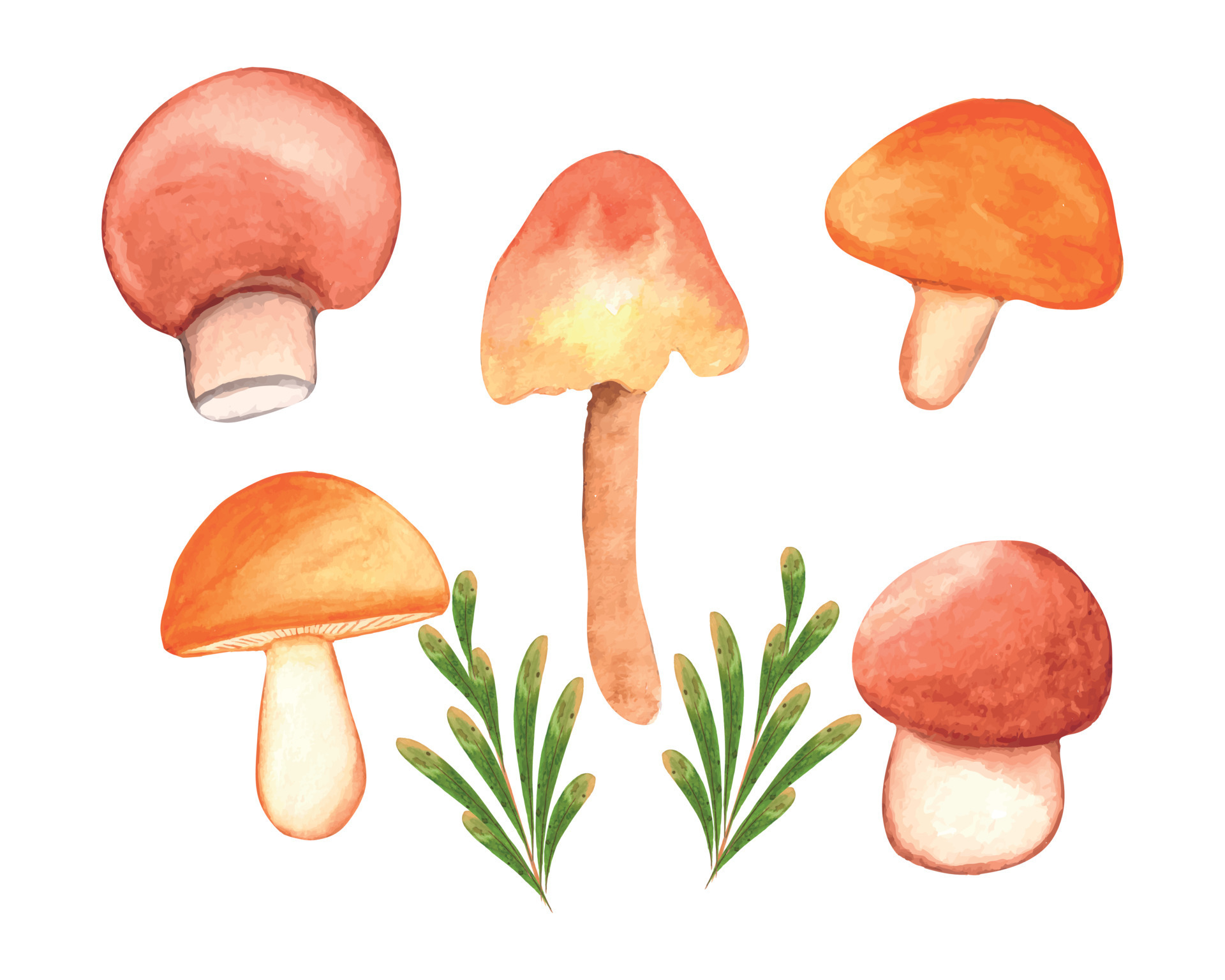 Watercolor Mushroom clipart Set, hand-drawn mushroom illustration on ...