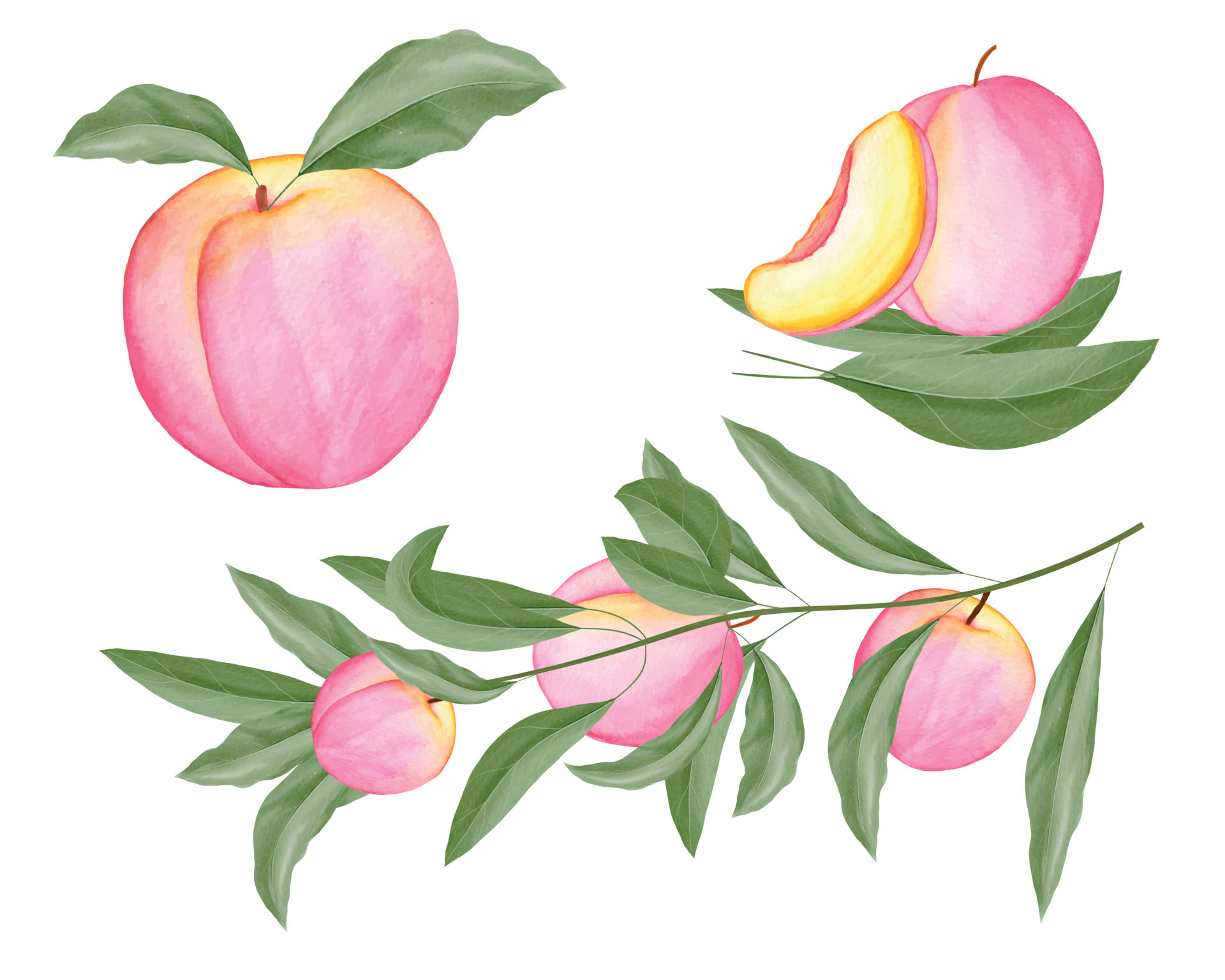 Watercolor Peaches Clipart Beautiful Watercolor Peach Illustration