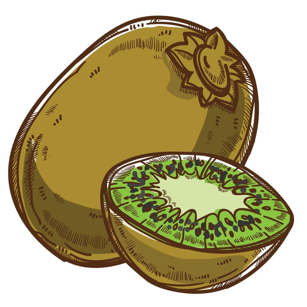 Kiwi Tropical Fruit Sliced Part Healthy Eating Vector 19499950 Vector Art At Vecteezy