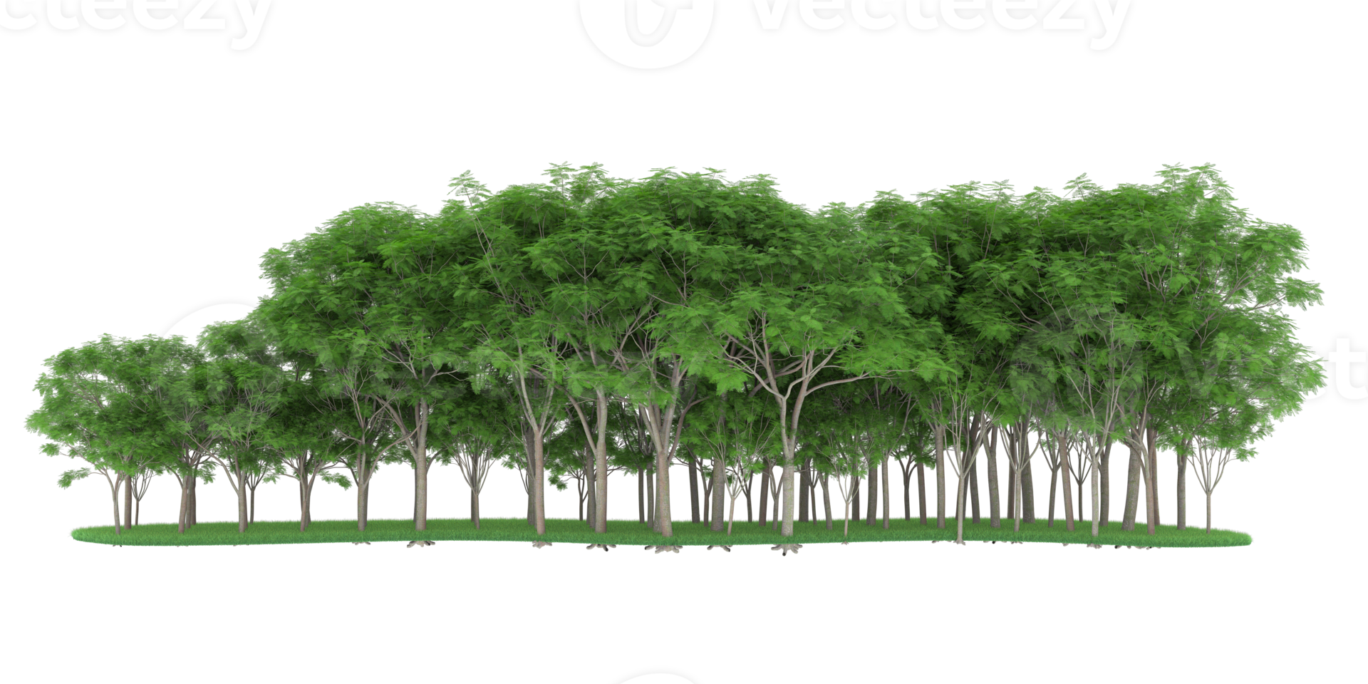 Realistic forest isolated on transparent background. 3d rendering - illustration 19539129 PNG