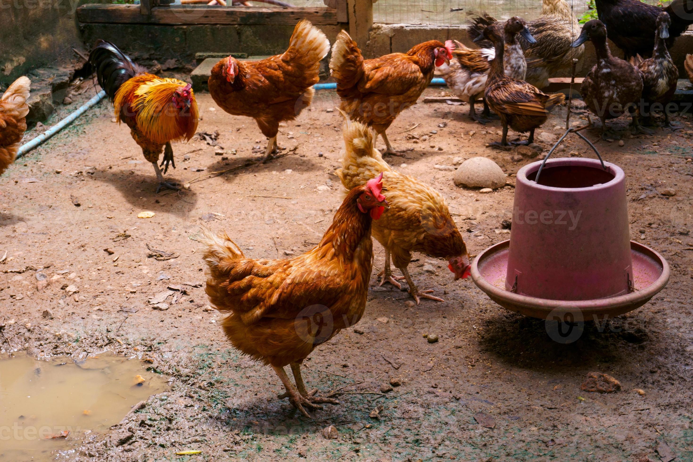 Mother Hens chicken on a farm,range chickens on organic farm 19561417 ... Mother Hens chicken on a farm,range chickens on organic farm 19561417 ...