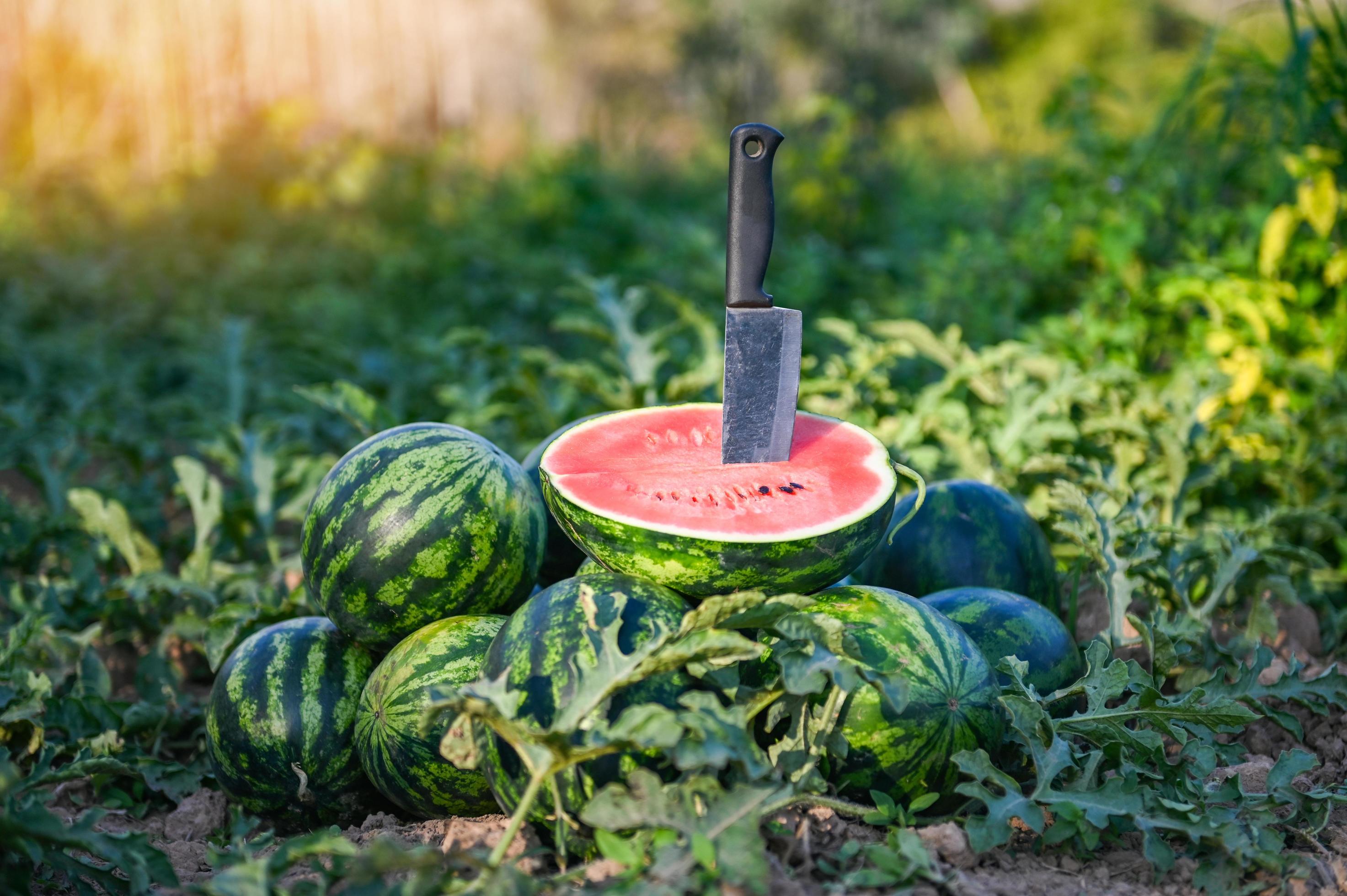 rebanada de sandía en el campo de la sandía - fruta fresca de la sandía ... rebanada de sandía en el campo de la sandía - fruta fresca de la sandía ...