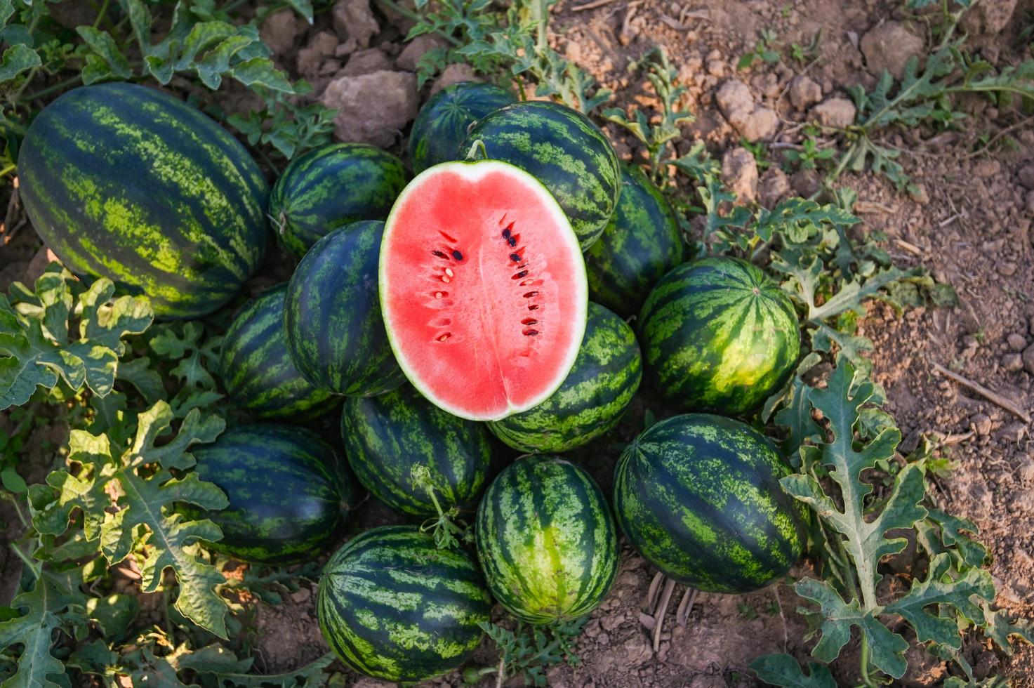 rebanada de sandía en el campo de la sandía - fruta fresca de la sandía ... rebanada de sandía en el campo de la sandía - fruta fresca de la sandía ...