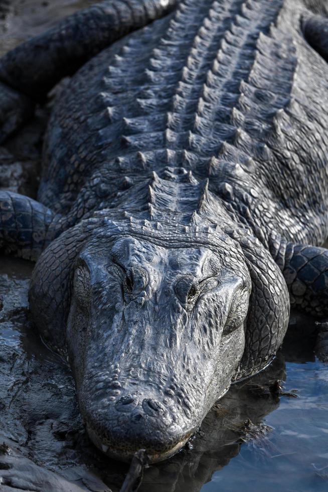 Giant American Alligator