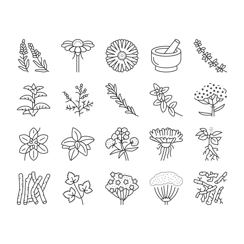 conjunto de iconos de ingredientes naturales de hierbas medicinales ...