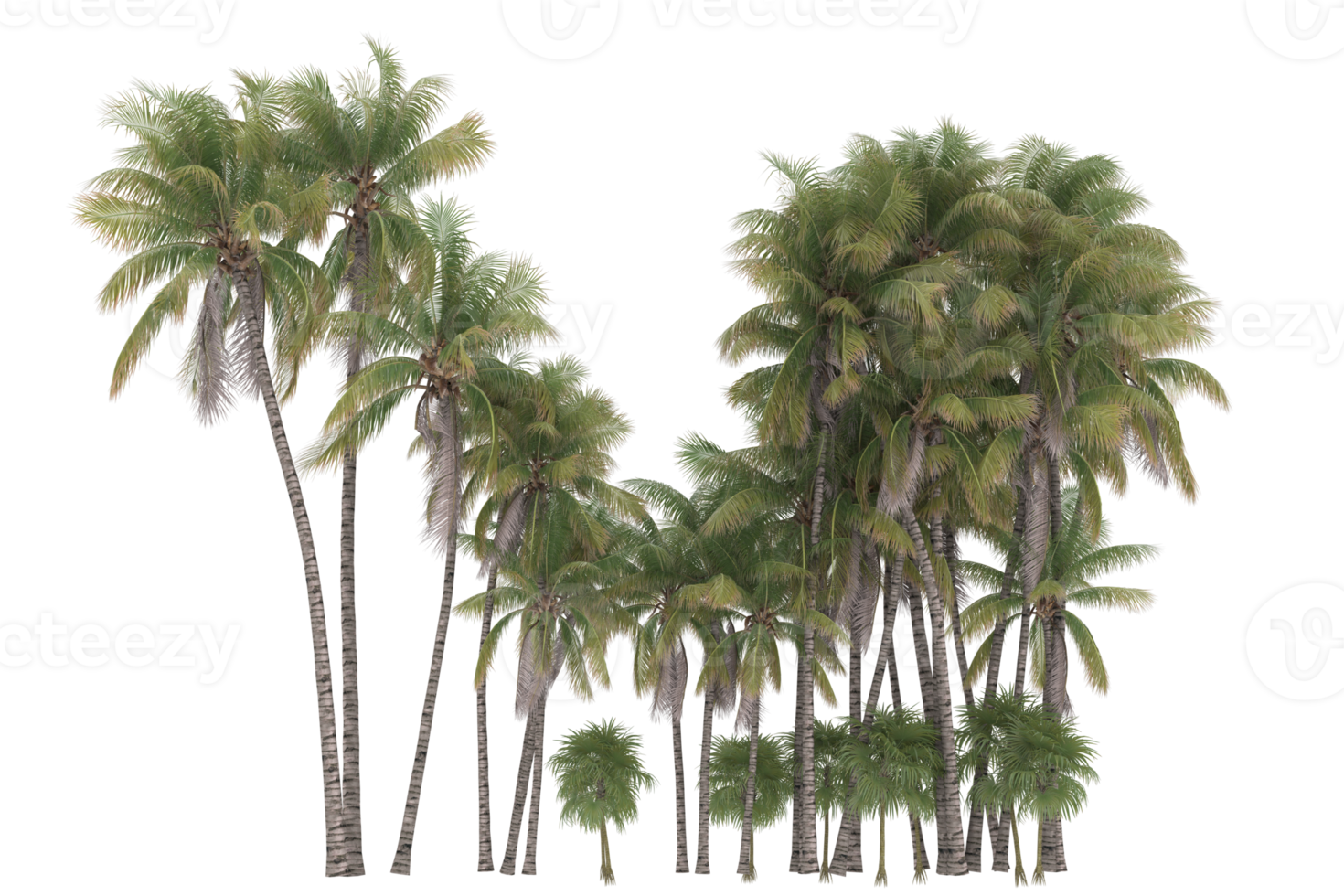 Palm trees isolated on transparent background. 3d rendering - illustration 19602191 PNG