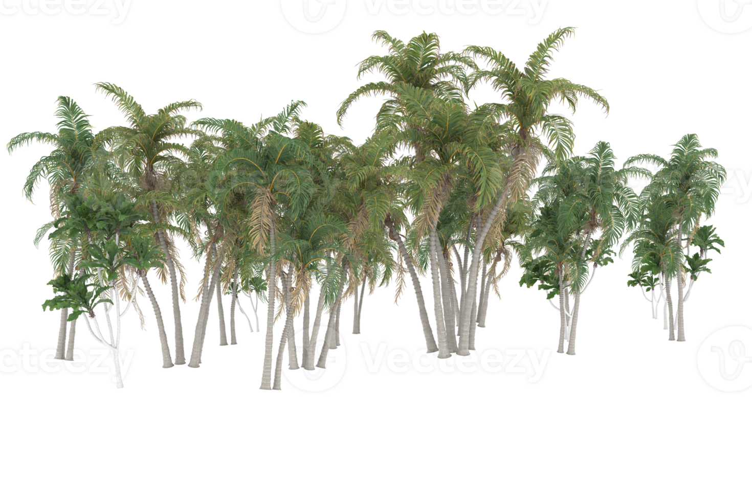 Palm trees isolated on transparent background. 3d rendering - illustration 19602828 PNG