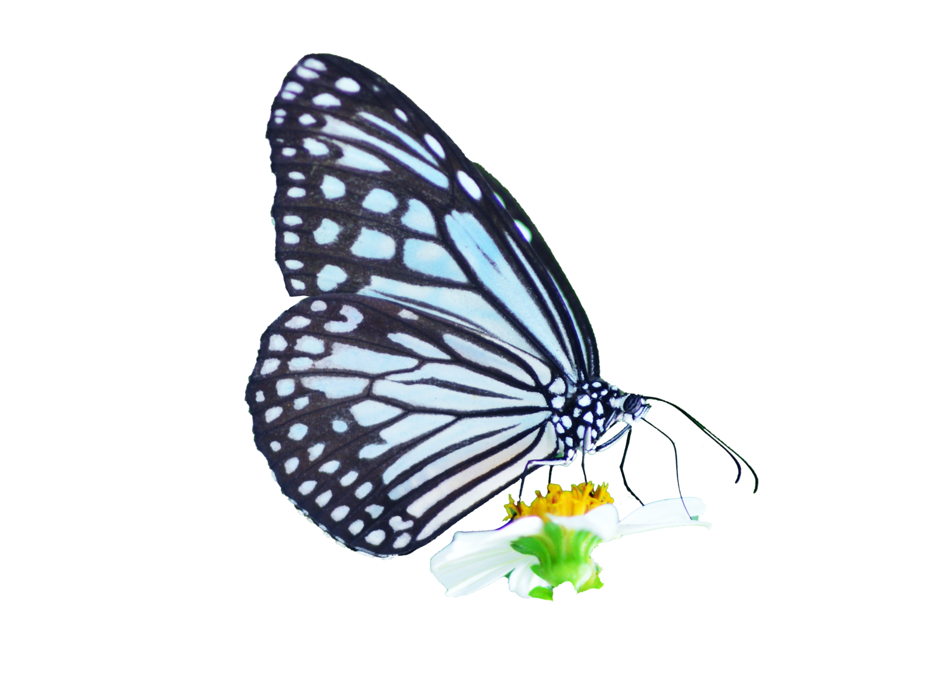 Free Butterfly On White Background Easy To Use In Projects 19637381 free-butterfly-on-white-background-easy-to-use-in-projects-19637381