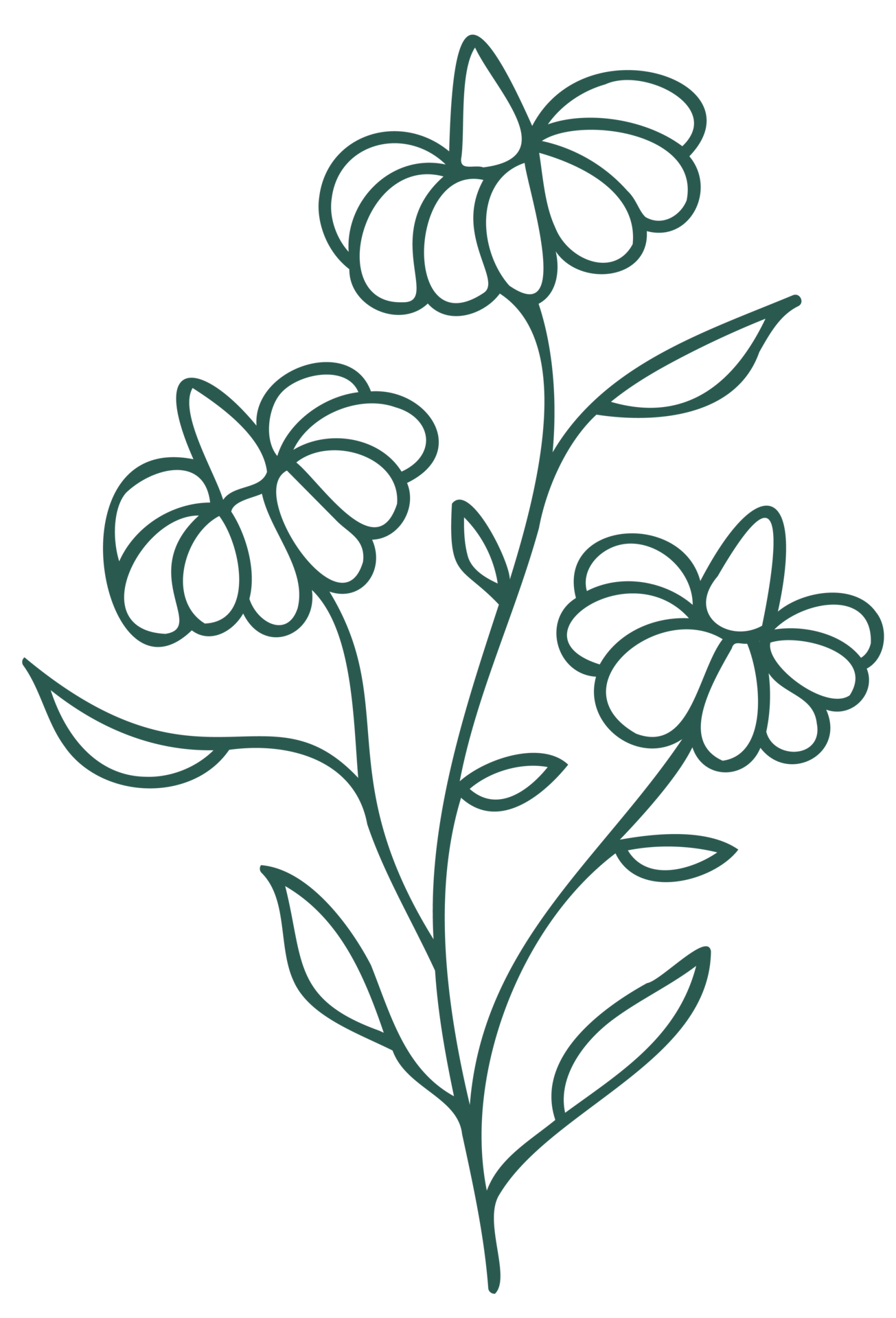 Floral Line Art Linear Botanical Design Element Flower Drawings With