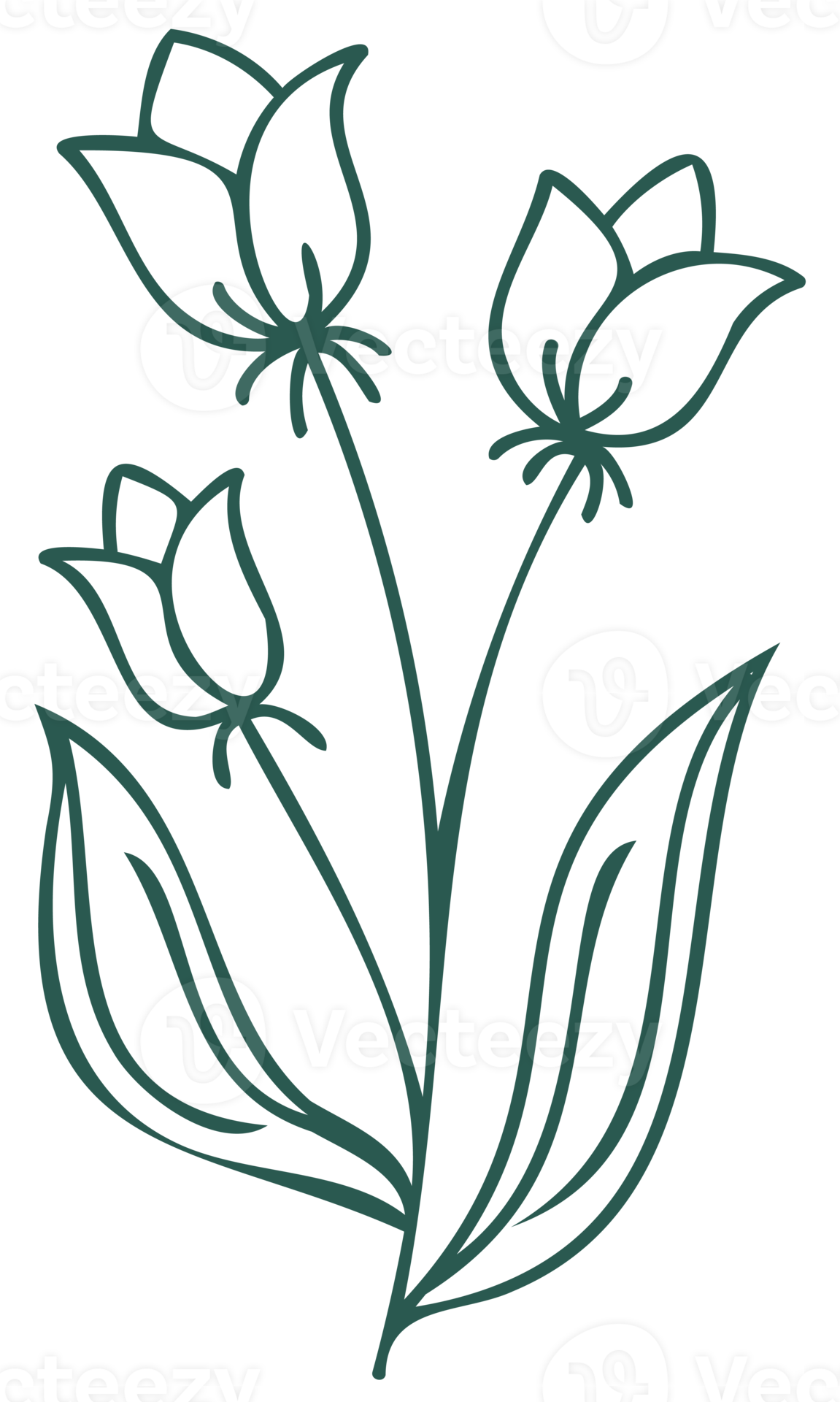 Floral Line Art Linear Botanical Design Element Flower Drawings With Thin Line Collection Of