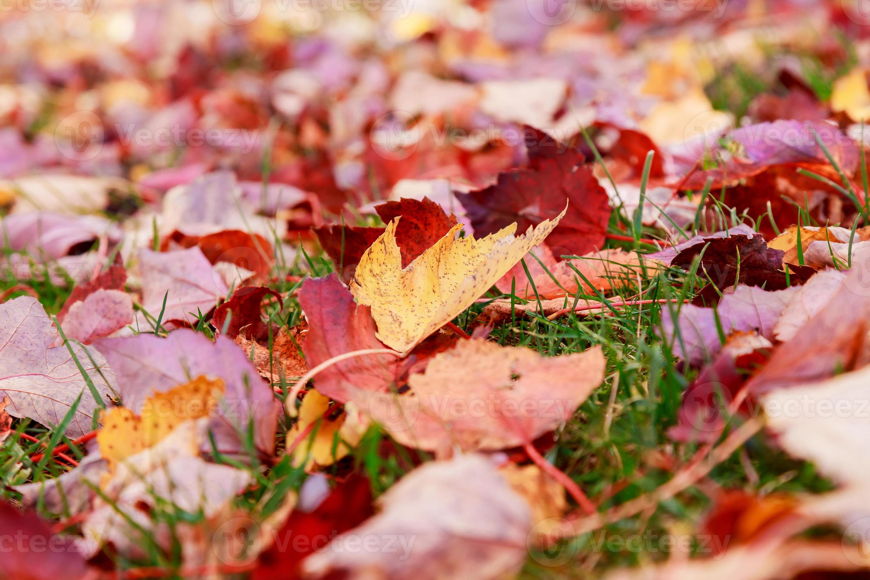 Ray Of Sunlight On The Fallen Autumn Leaves 19720433 Stock Photo At Ray Of Sunlight On The Fallen Autumn Leaves 19720433 Stock Photo At
