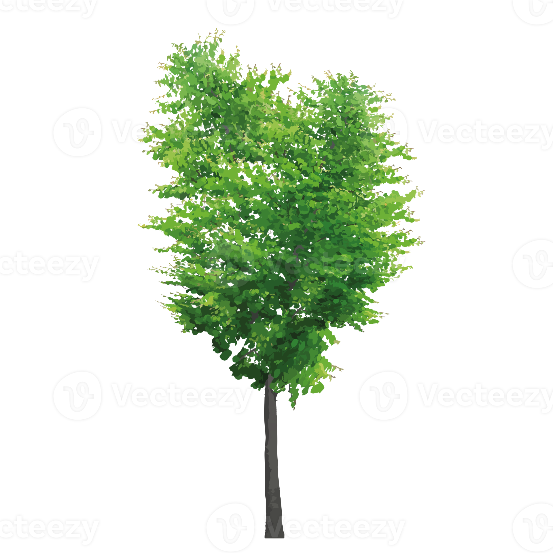 Isolated trees on without background 19773119 PNG