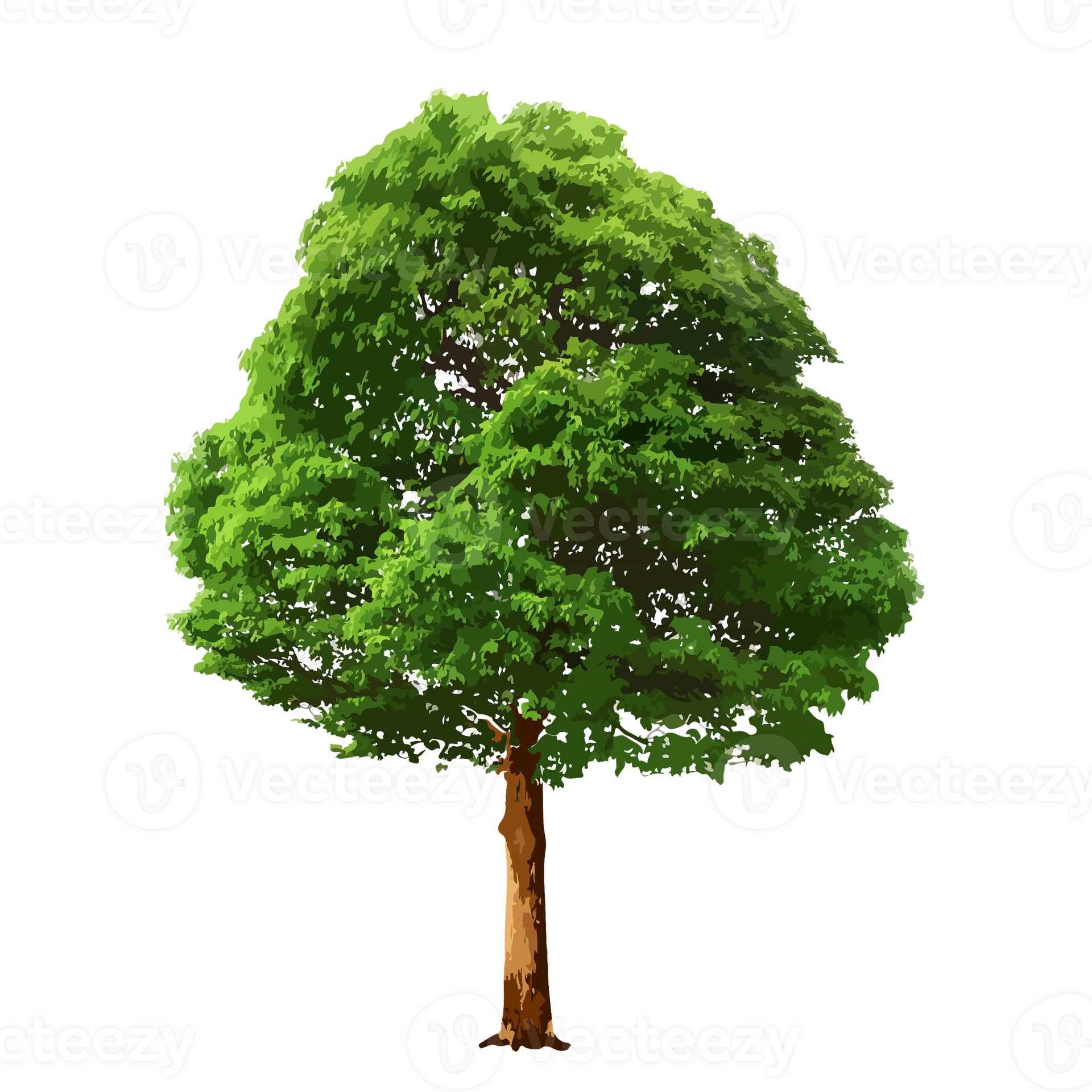 Isolated trees on without background 19773127 PNG