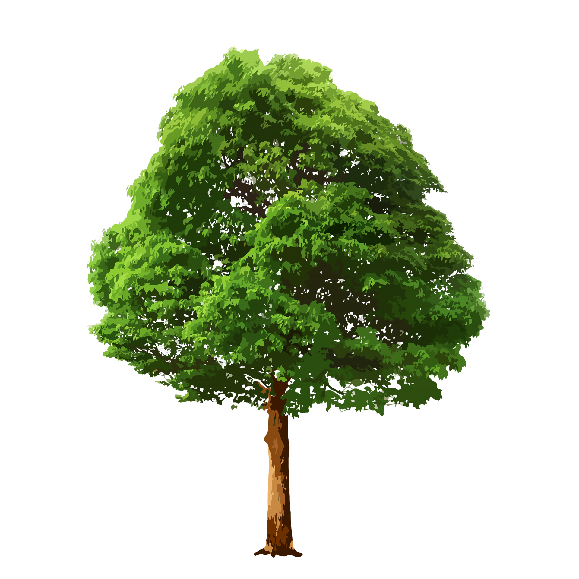 Isolated trees on without background 19773127 PNG Isolated trees on without background 19773127 PNG