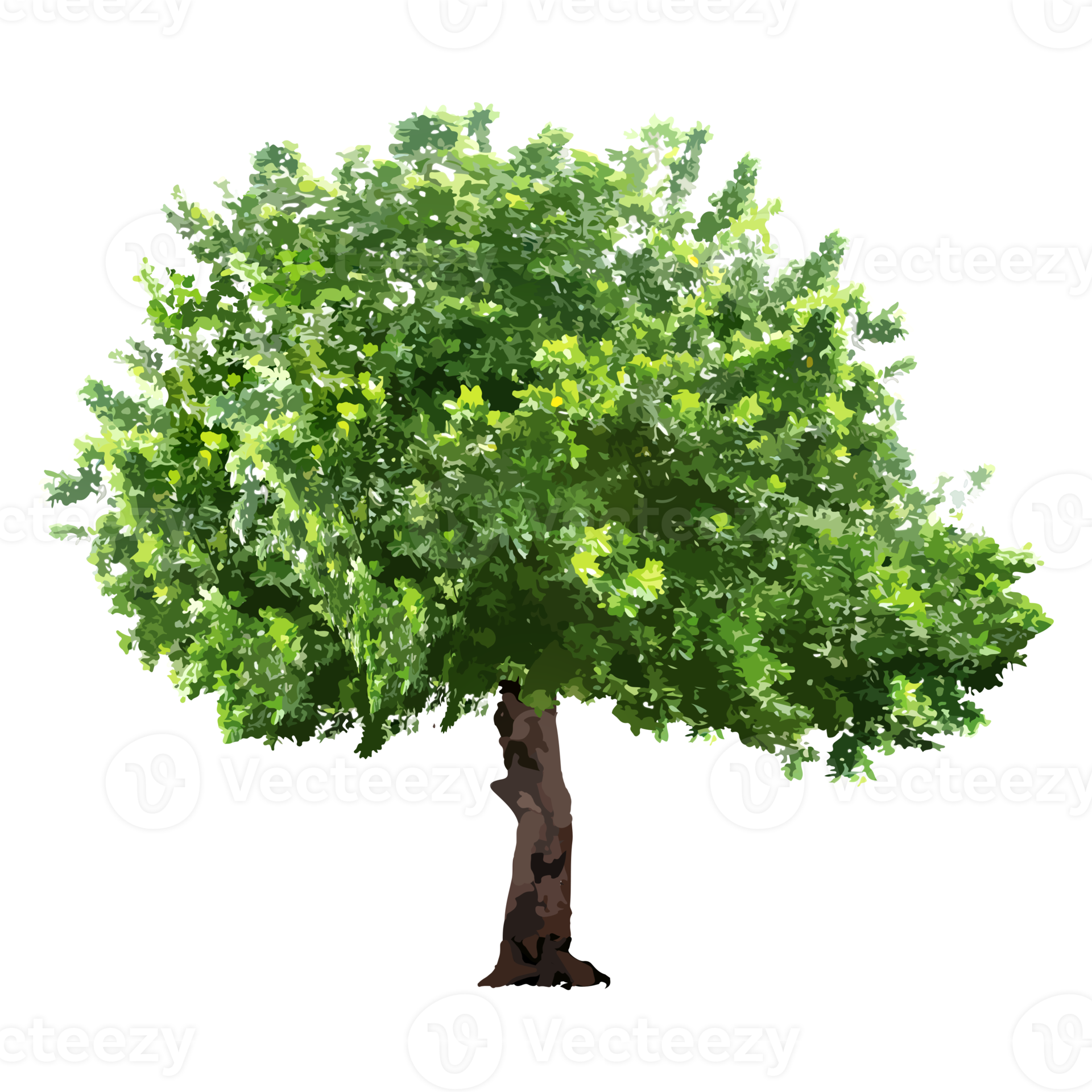 Isolated trees on without background 19774048 PNG