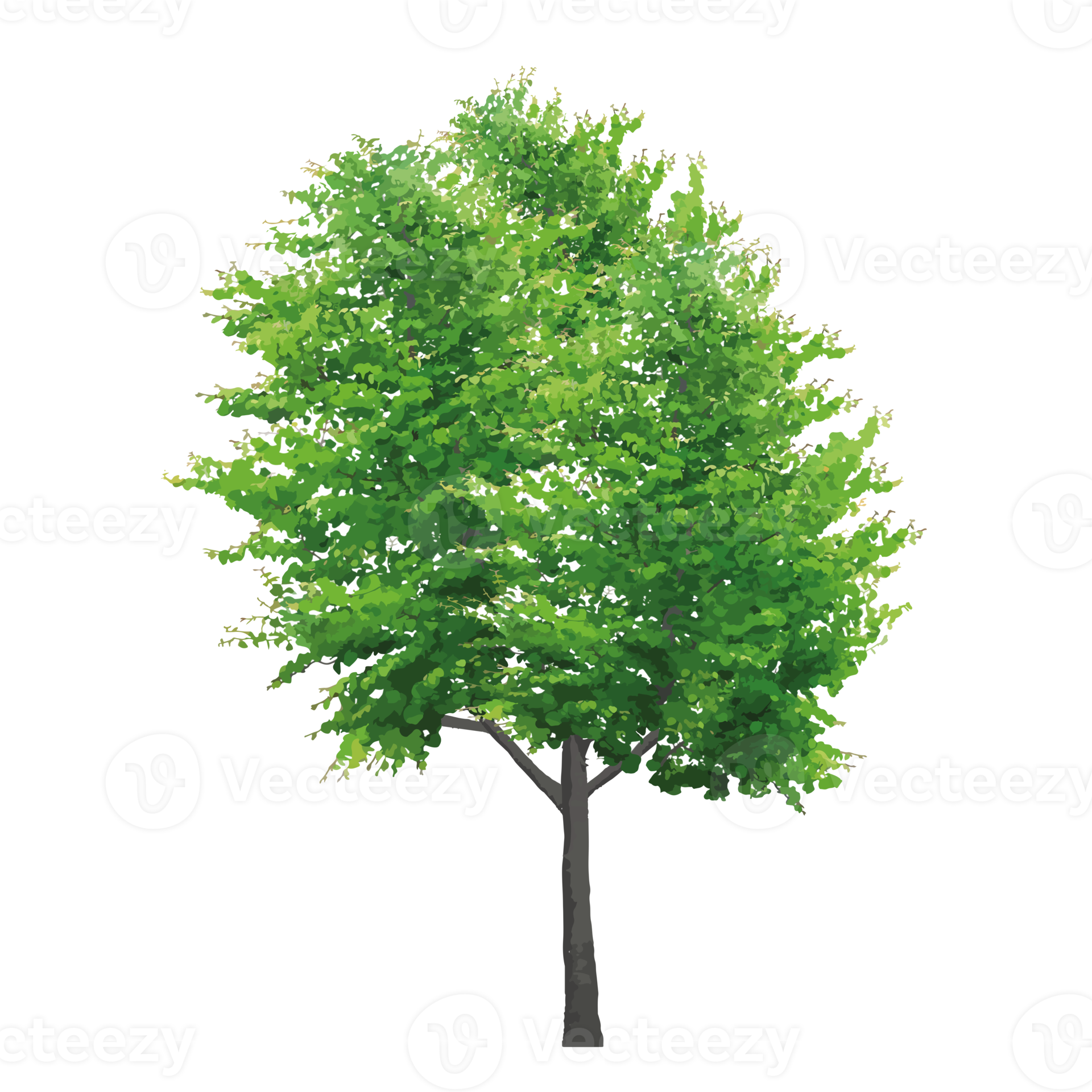 Isolated trees on without background 19775162 PNG