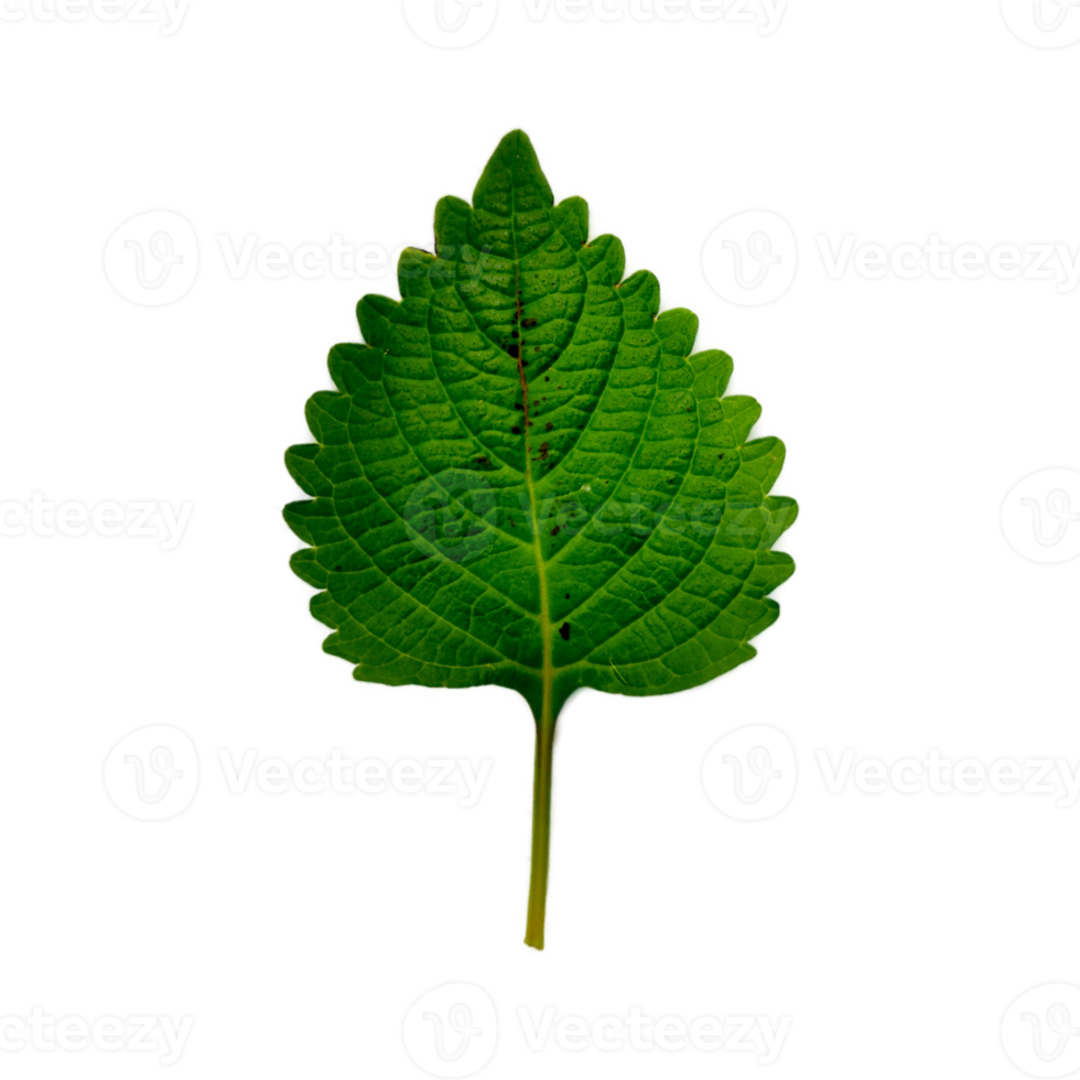 Green Leaf Png 19787178 Png