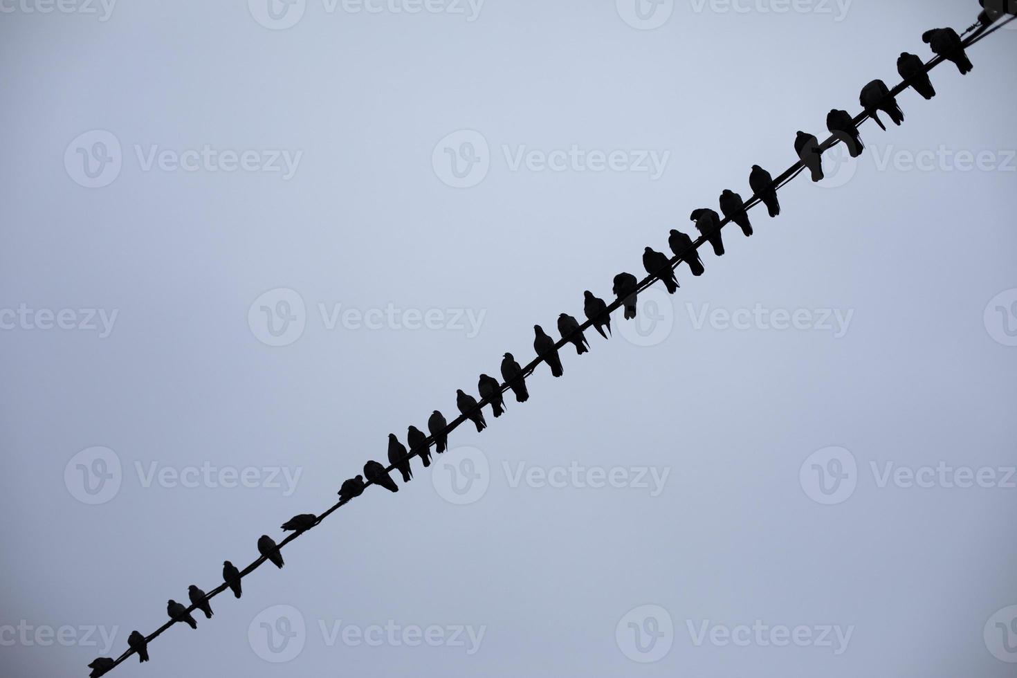 Pigeons on wire. Birds sit on electric wire. Pigeons in city. Details ... Pigeons on wire. Birds sit on electric wire. Pigeons in city. Details ...
