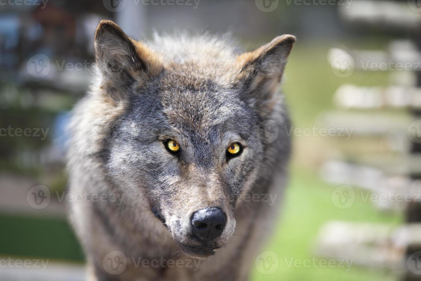 Gray Wolf With Green Eyes
