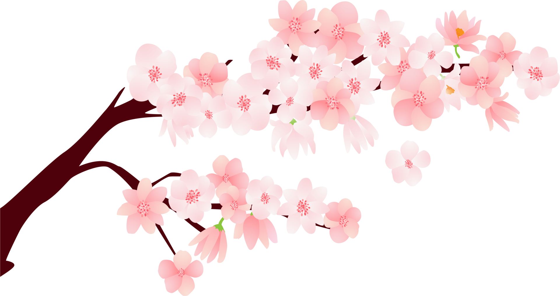 Bunch Of Flowers With Cherry Blossom Cartoon Character 19841579 Png