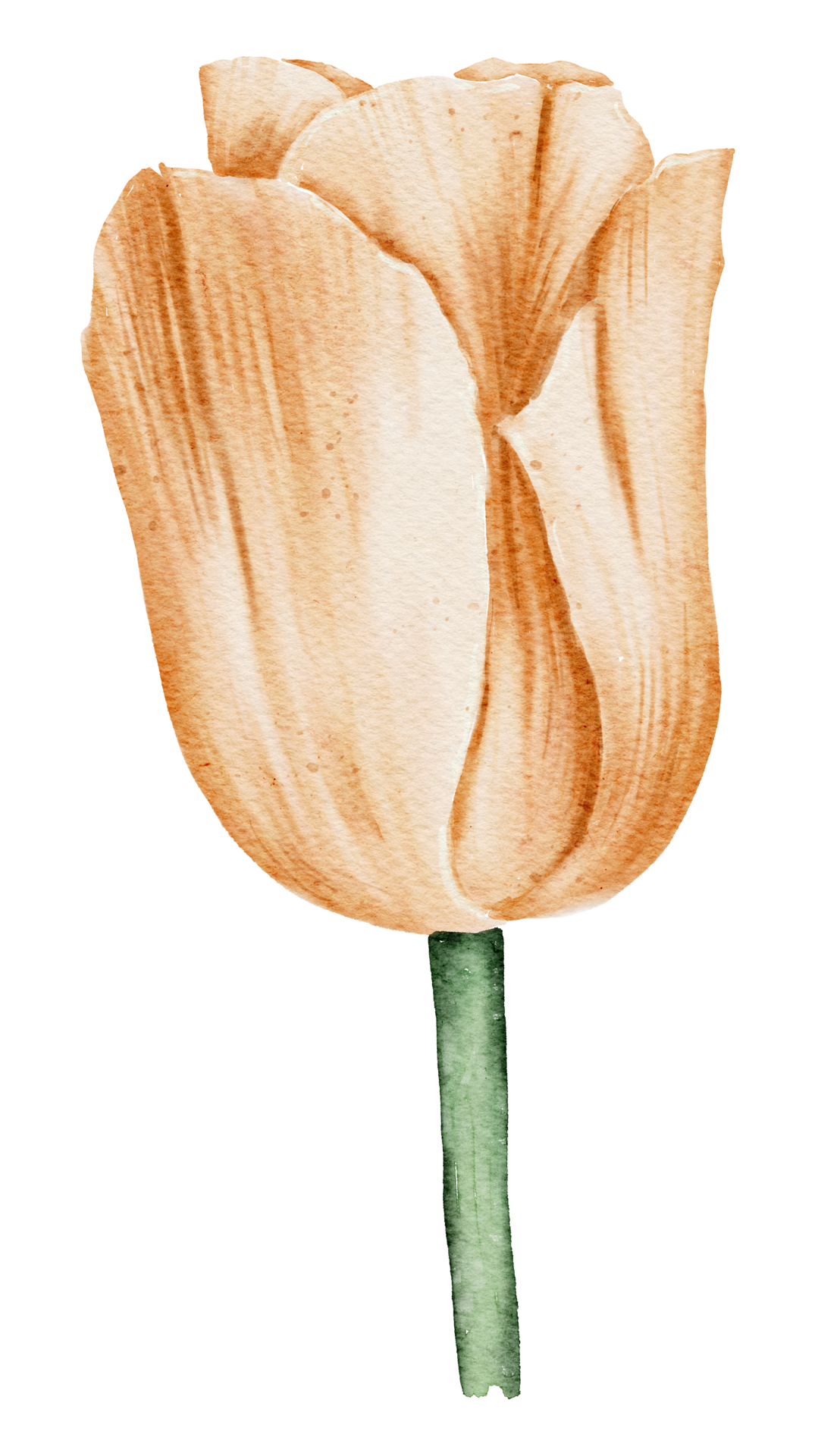 Tulip flower watercolor 19857753 PNG