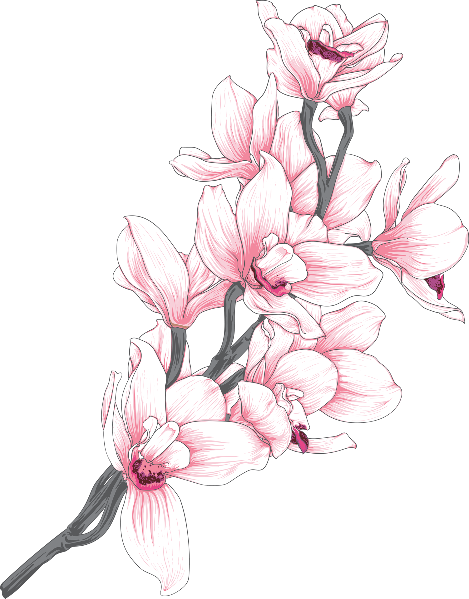 Flower Orchid Drawing
