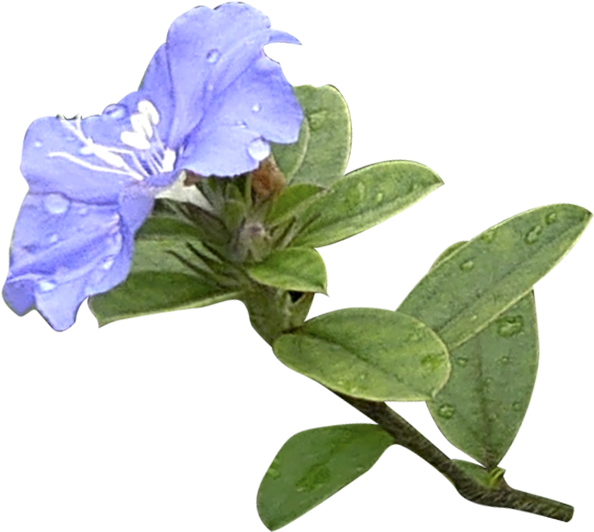 Realistic Blue Flower 19890760 PNG Realistic Blue Flower 19890760 PNG