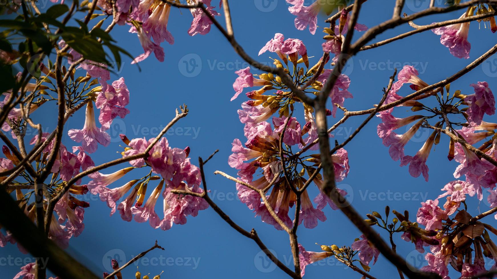 Tabebuia rosea blooming in the garden blue sky background 19927603 Stock Photo at Vecteezy