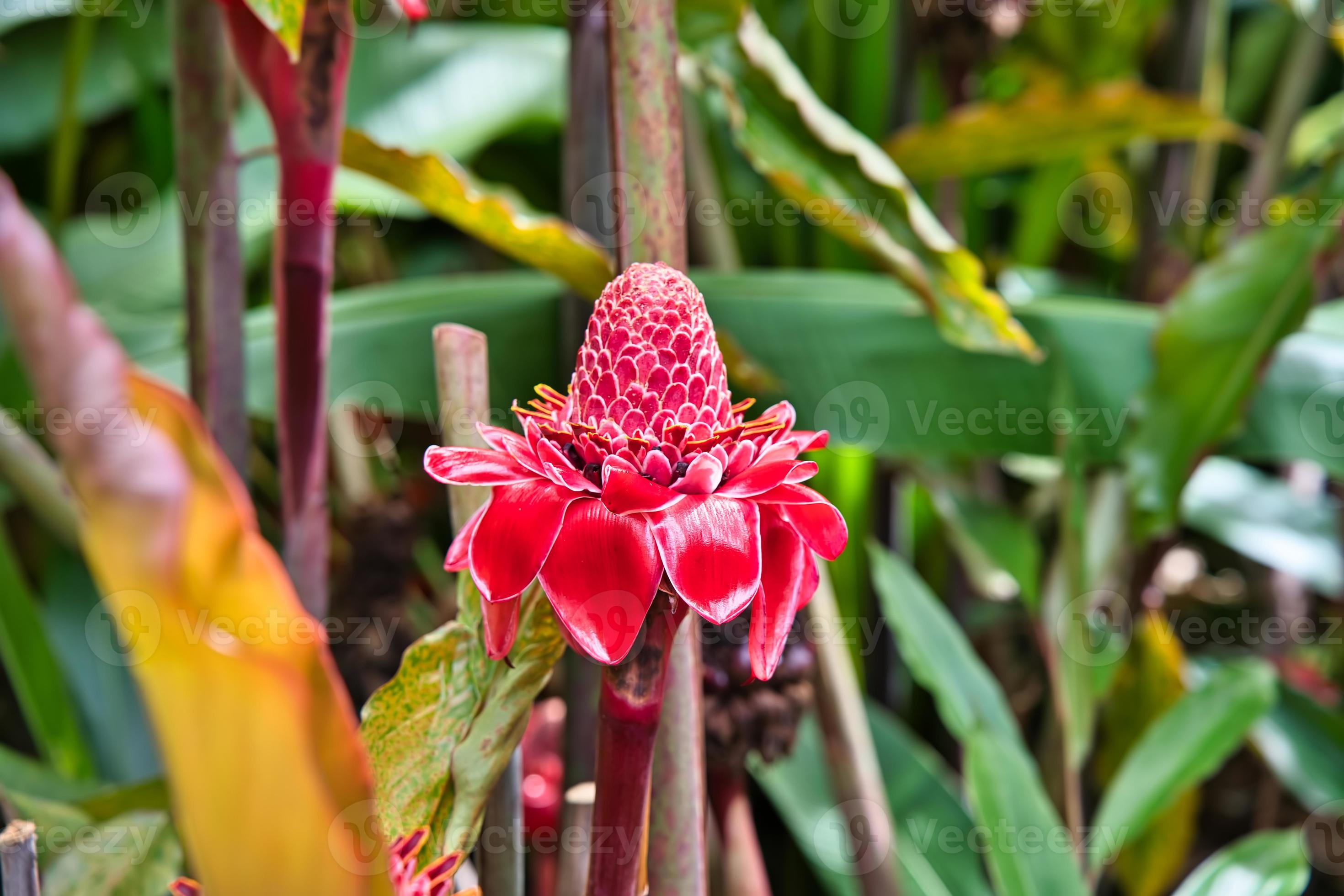 Ginger torch flower at the flower exotic garden 19942397 Stock Photo at ...