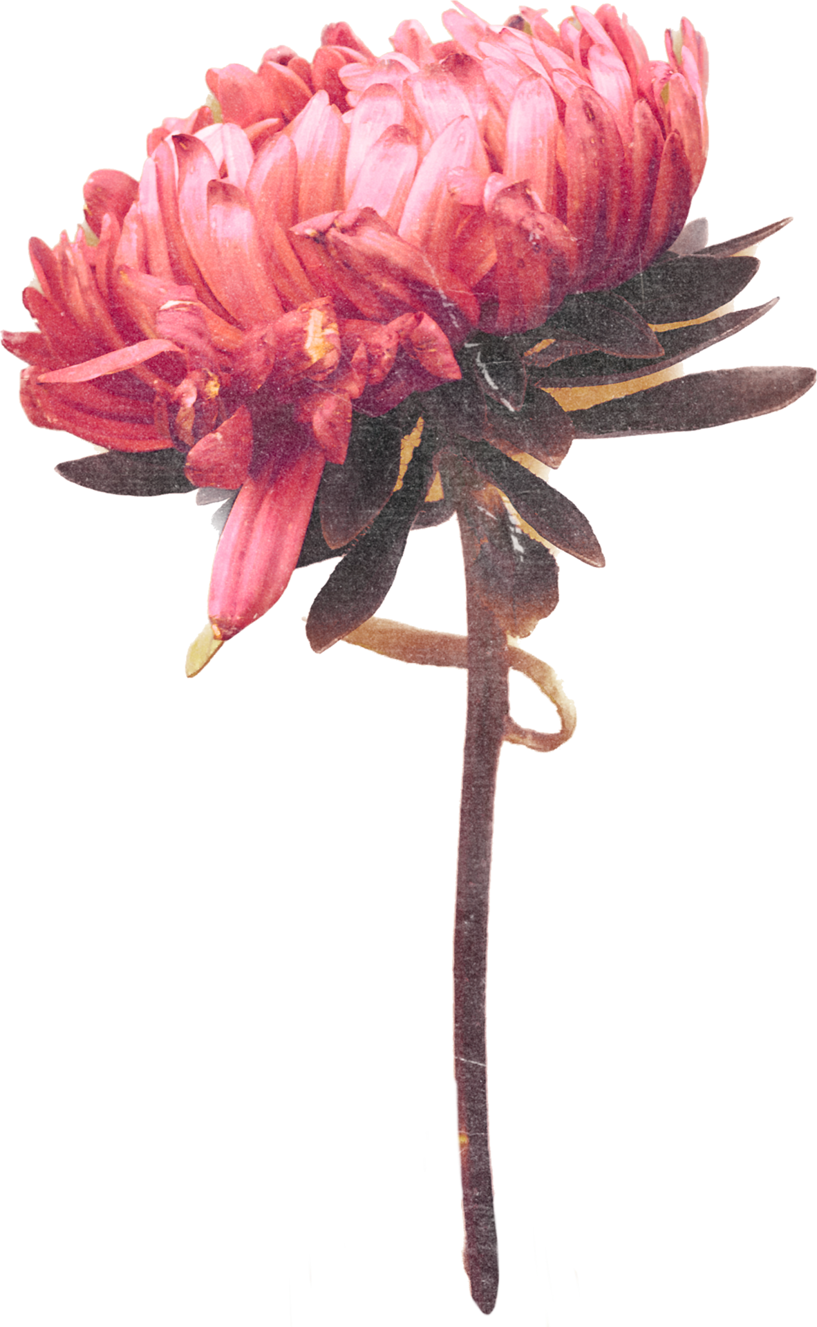 Pink Realistic Vintage Flower. Floral Botanical Printable Aesthetic 