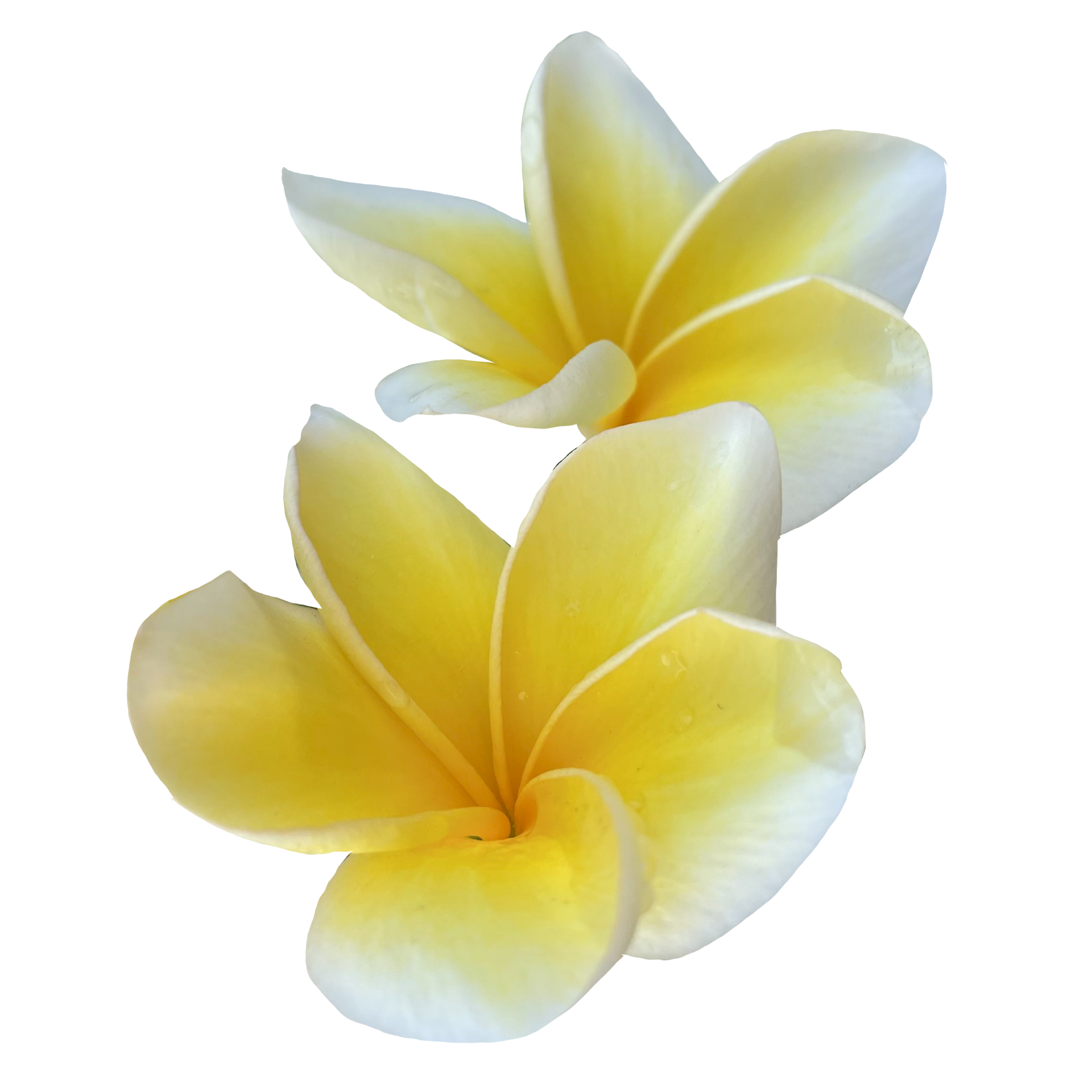 linda flor de frangipani 19982521 PNG linda flor de frangipani 19982521 PNG