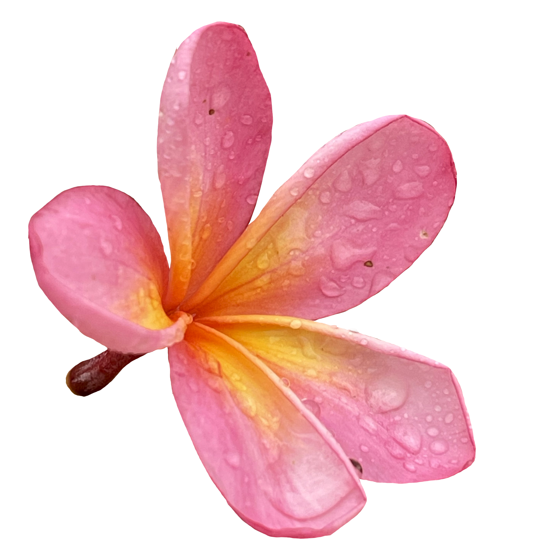 hermosa flor de frangipani 19984211 PNG hermosa flor de frangipani 19984211 PNG