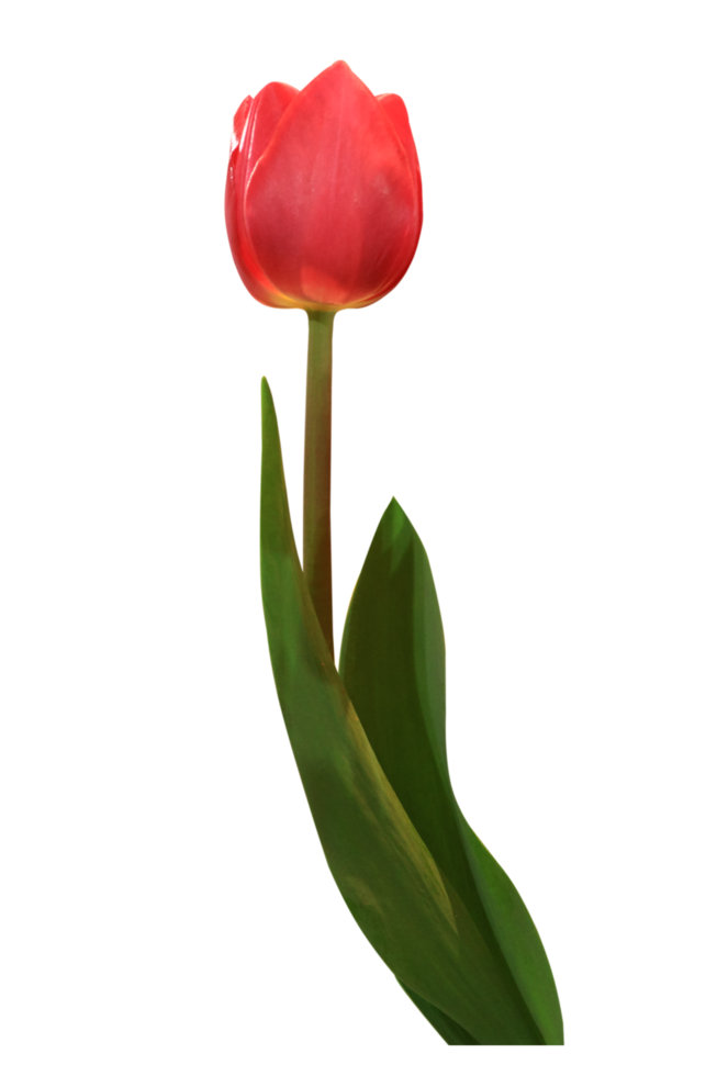 red tulips on transparent background 19988497 PNG red tulips on transparent background 19988497 PNG