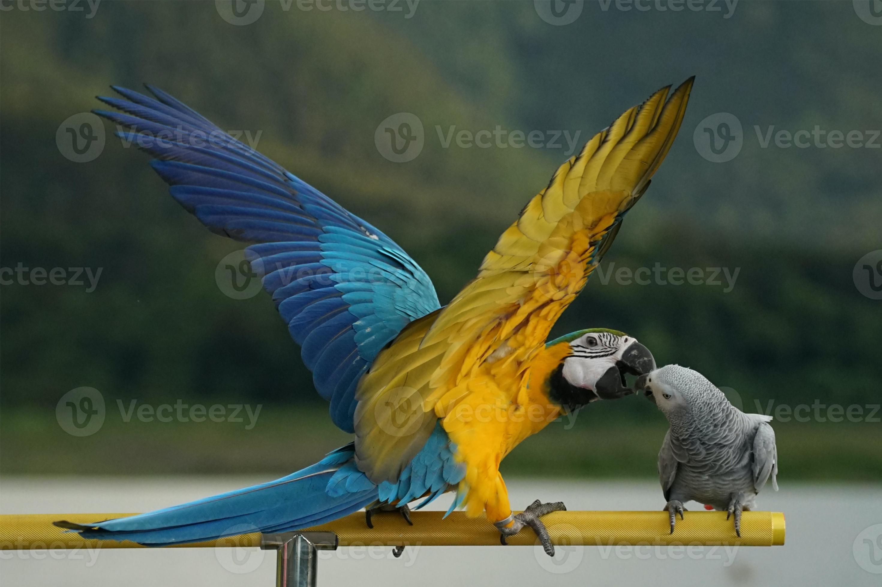 African gray parrot or Psittacus erithacus and blue and gold macaw or Ara ararauna feeding each ...