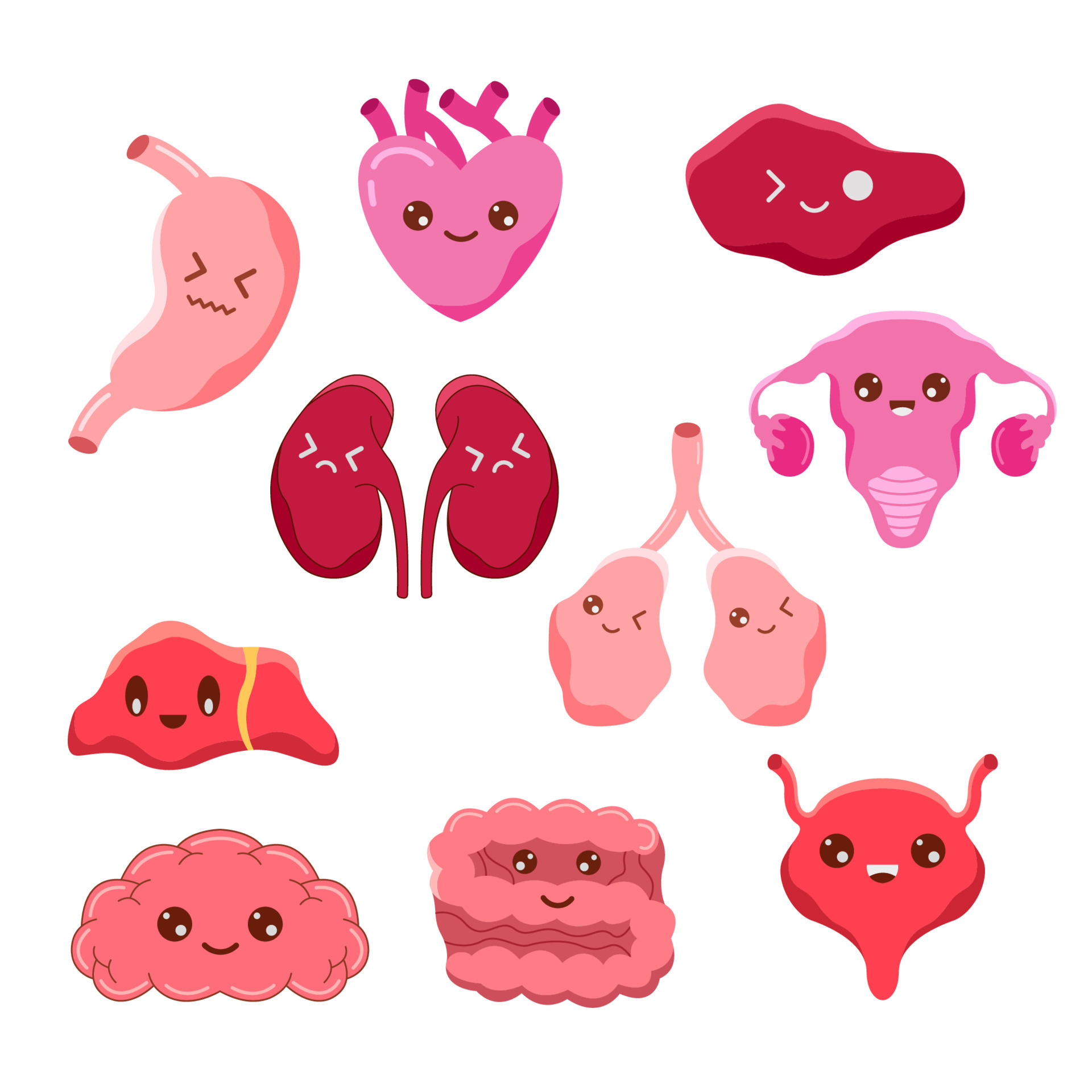 Cute Emoji Face Internal Human Organ Anatomy For Medical Science Educational Purpose