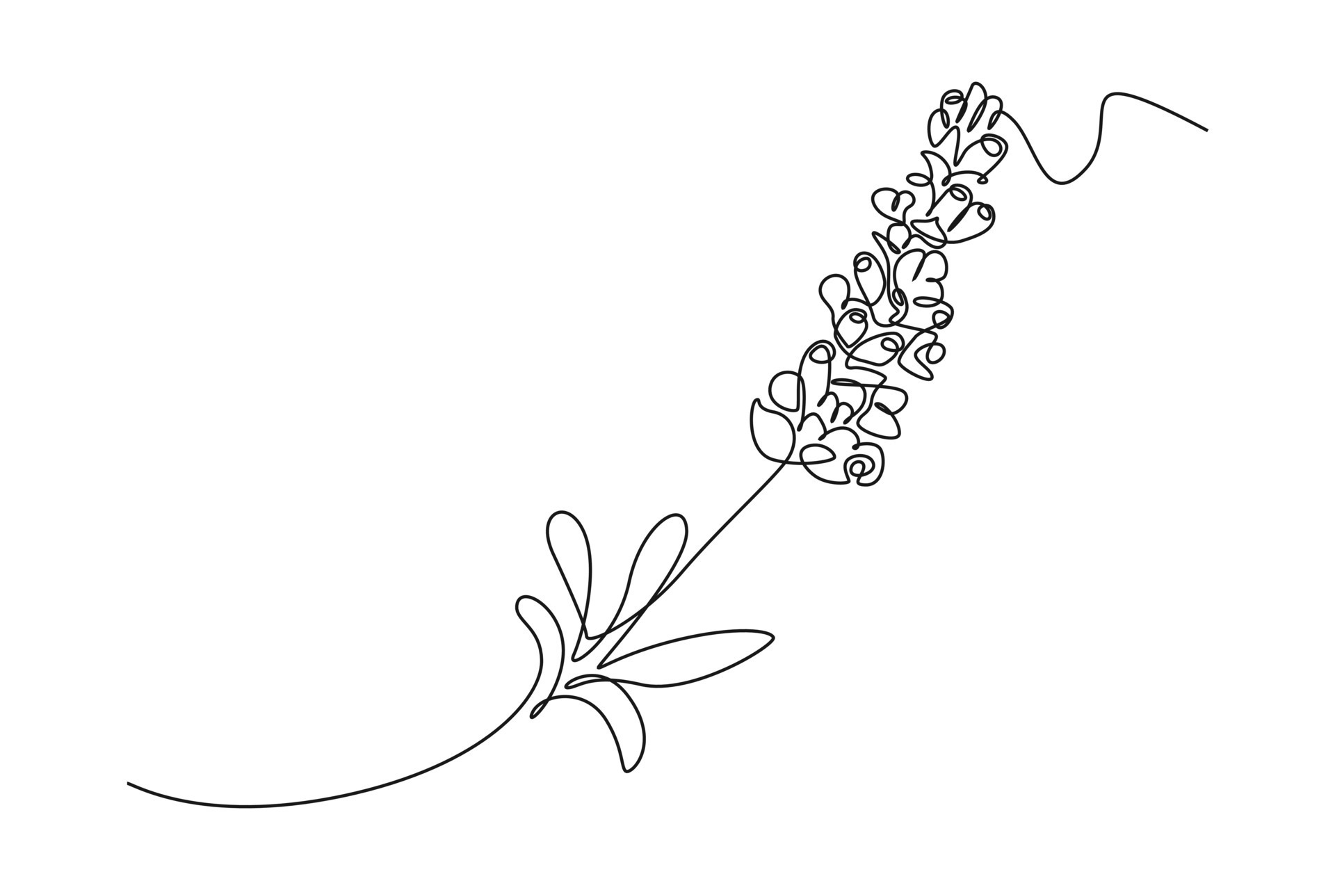 Single one line drawing Lavender flower. Beautiful flower concept ... Single one line drawing Lavender flower. Beautiful flower concept ...