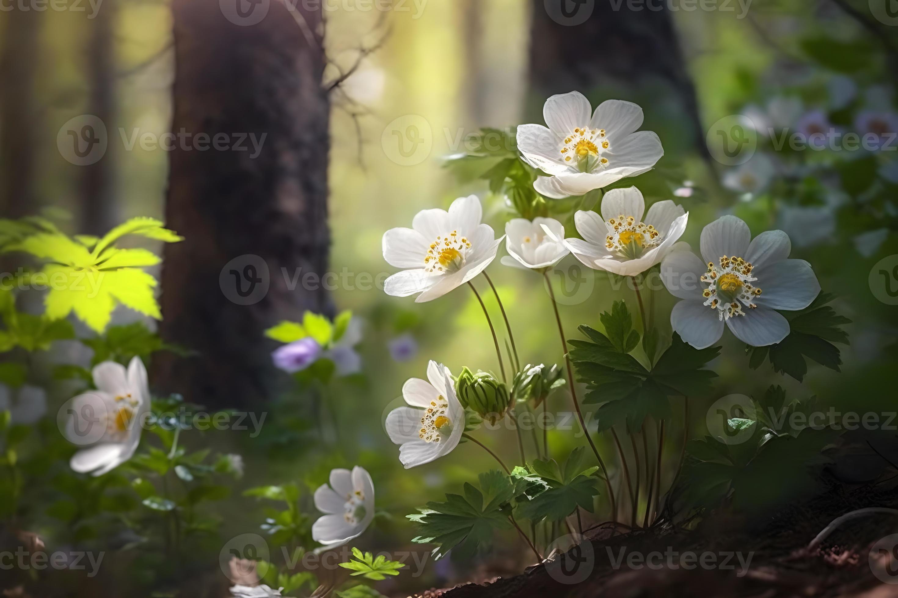 Beautiful white flowers of anemones in spring in a forest close up in sunlight in nature. Spring ...