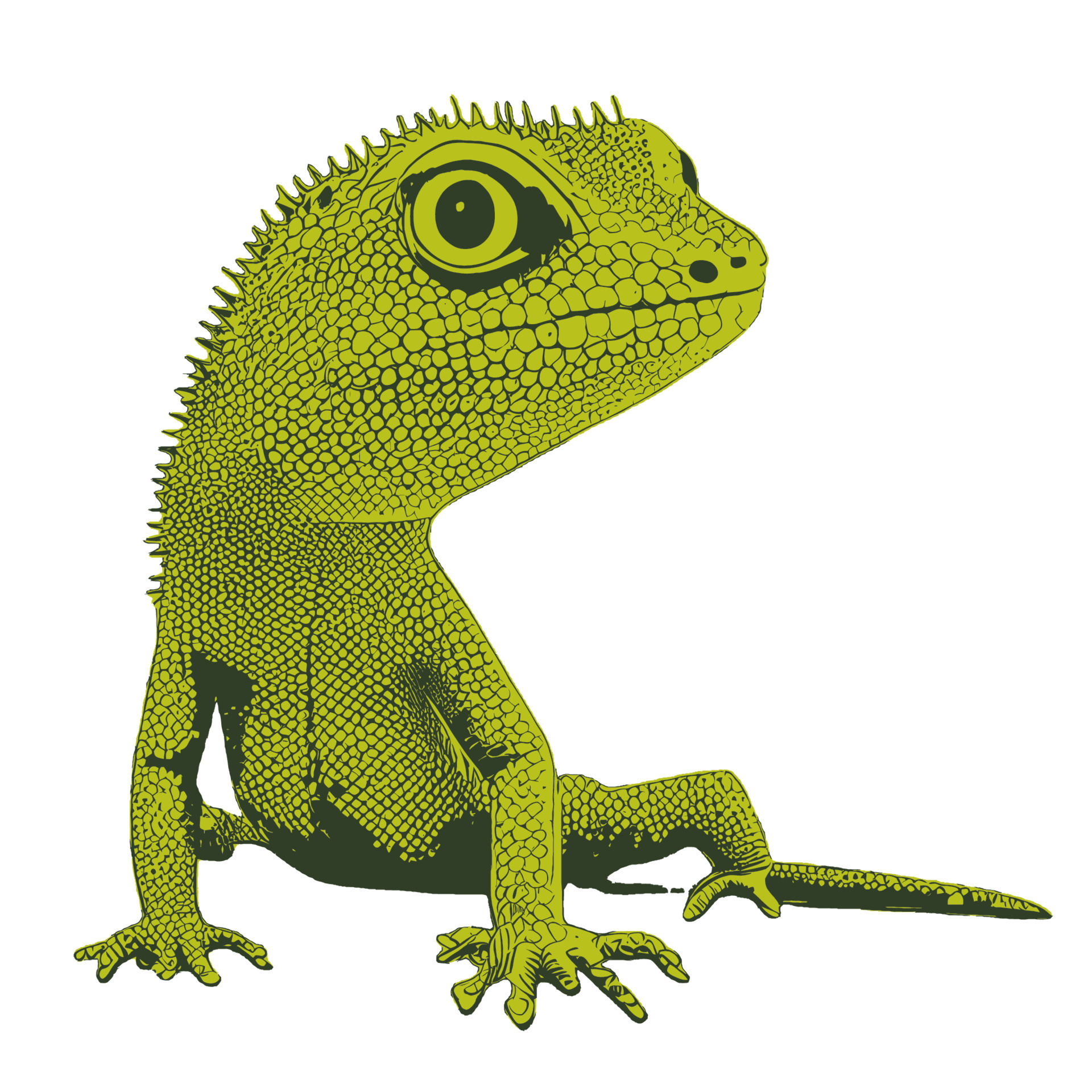 Lizard Gecko Illustration Artwork Vector Graphic Cute Geckos