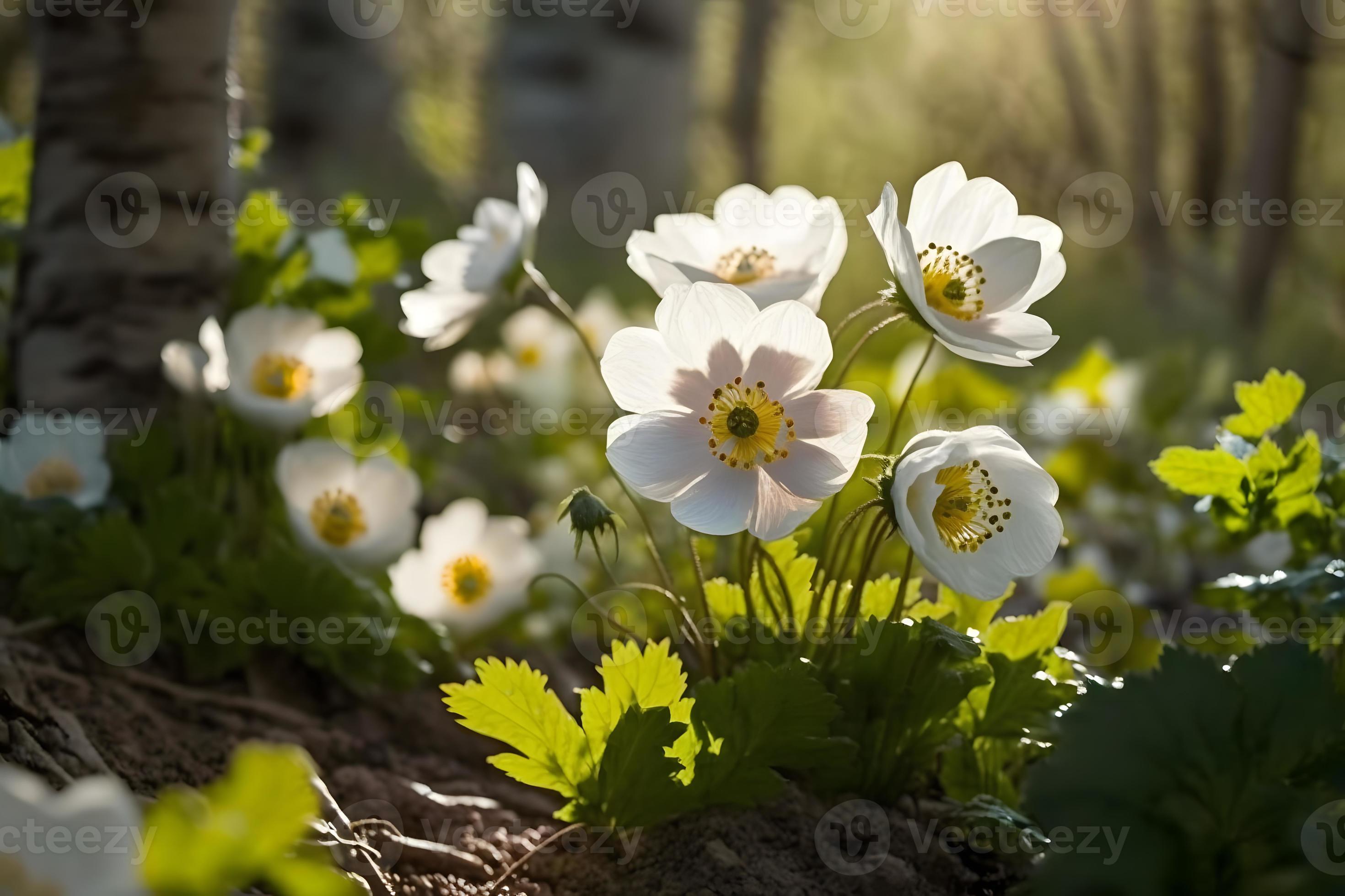 Beautiful white flowers of anemones in spring in a forest close up in sunlight in nature. Spring ...