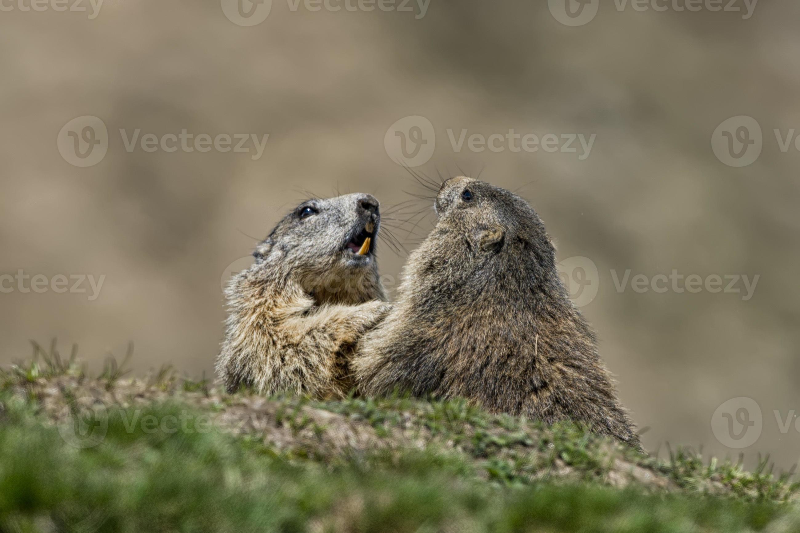 Two Marmot while playing 20179525 Stock Photo at Vecteezy