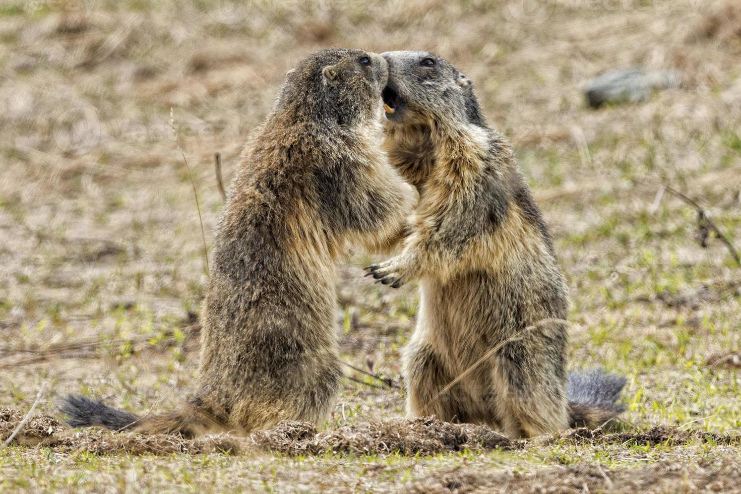 Two Marmot while fighting 20179856 Stock Photo at Vecteezy