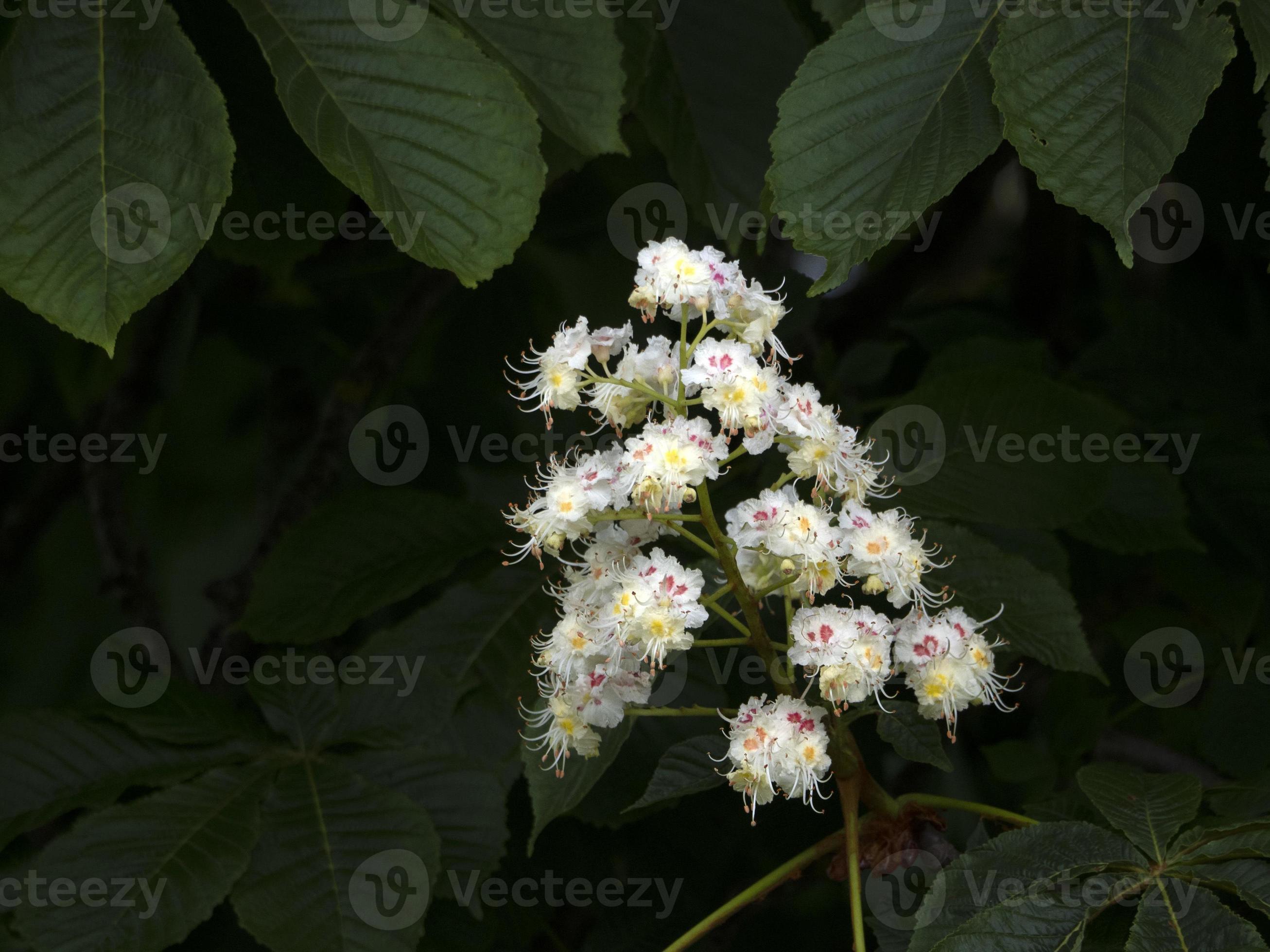 horse chestnut tree flower detail 20192395 Stock Photo at Vecteezy horse chestnut tree flower detail 20192395 Stock Photo at Vecteezy