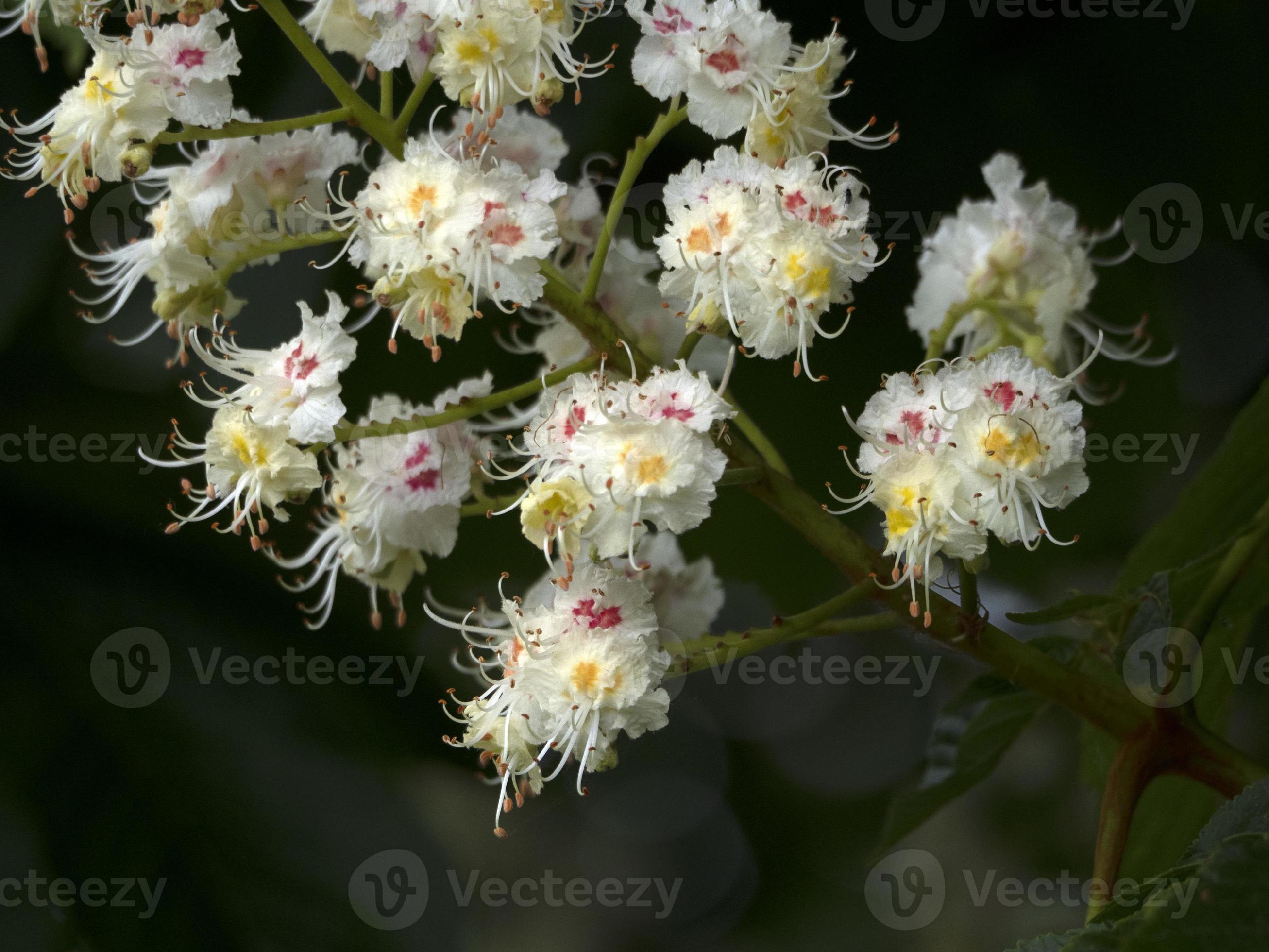 horse chestnut tree flower detail 20192521 Stock Photo at Vecteezy horse chestnut tree flower detail 20192521 Stock Photo at Vecteezy