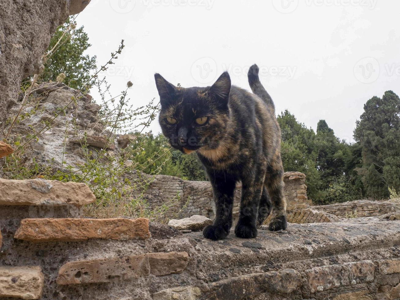 old ancient ostia archeological ruins 20197153 Stock Photo at Vecteezy