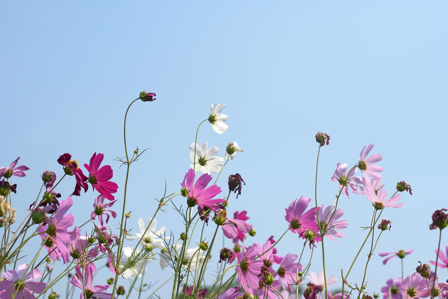 Beautiful cosmos flowers blooming in the sun blue sky background 20203363 Stock Photo at Vecteezy
